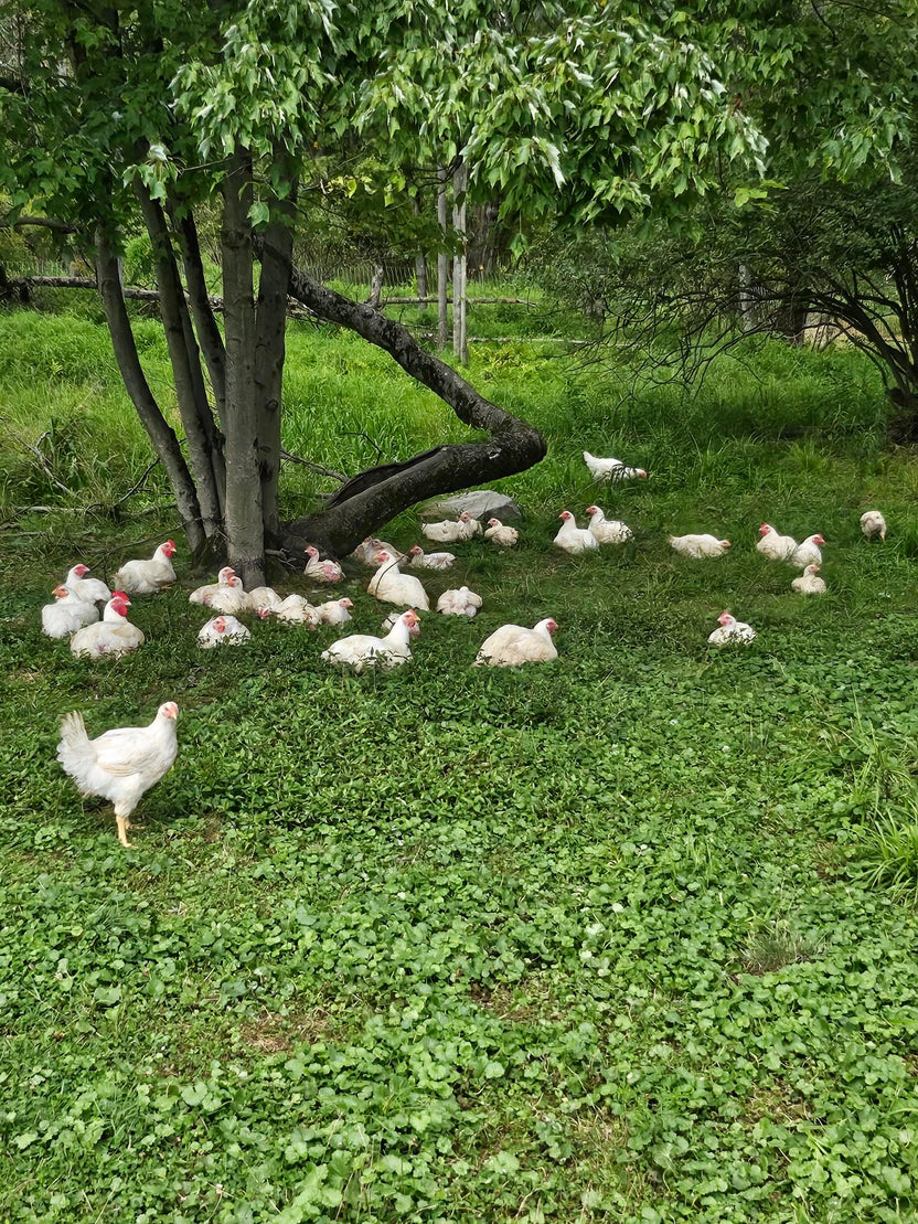 Crooked Tree Chicken Ranch Products